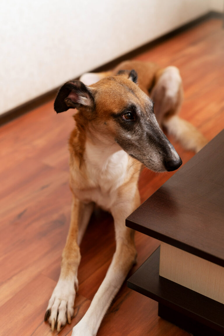 Chien qui est craintif que faire ? - Doggymouve - Educateur canin sur Lyon